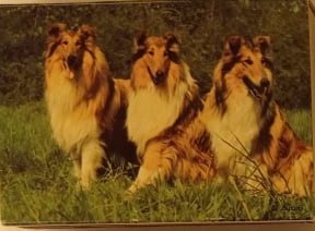 DOGS - A FAVORITE THEME OF MATCHBOXES - AND ZOOPHILIA - Matches Museum